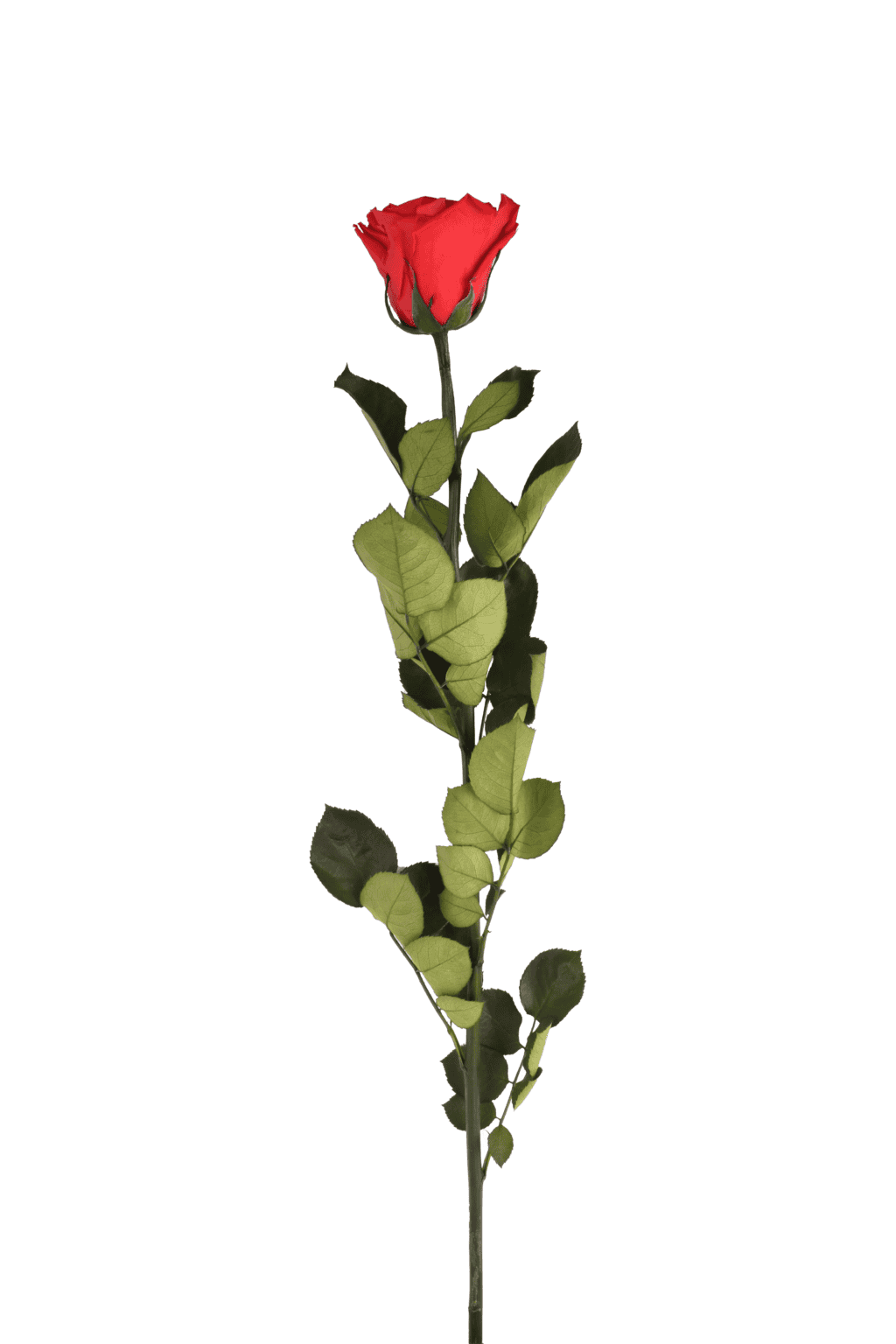 Rose Stems - Presh-Tech